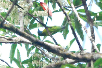 Our birding trips: Kerinci-Seblat National Park