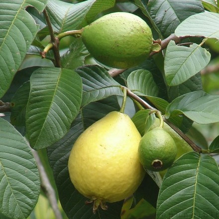 New House: Jambu Batu Jambu Klutuk Jambu Biji Jambu Siki