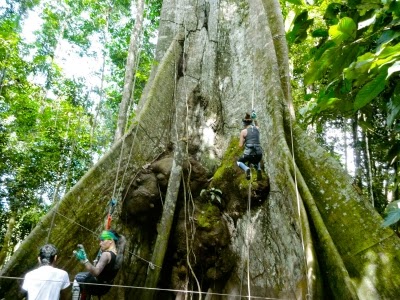 Aventuras en el Amazonas: El Dosel