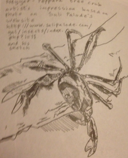 Matt Salusbury: Mystery tree crab officially discovered