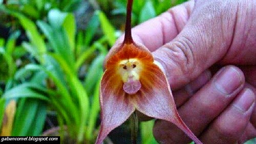 Unik! Bunga Orkid Pelik Berwajah Seperti Monyet . - Gaban Comel