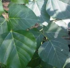 Khasiat Daun Dadap Serep | Hidup Sehat Alami