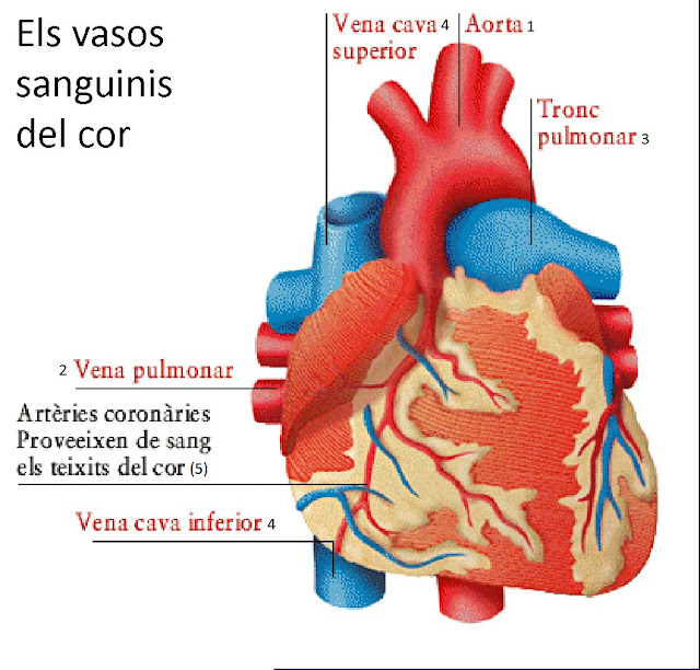 L'aparell circulatori: Cor