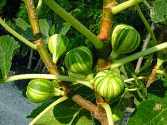 Jual Pohon Tin Terbaik di Bekasi