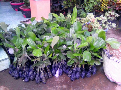 Budidaya Lada Praktis Dan Mudah : Jual bibit aren genjah, aren dalam ...