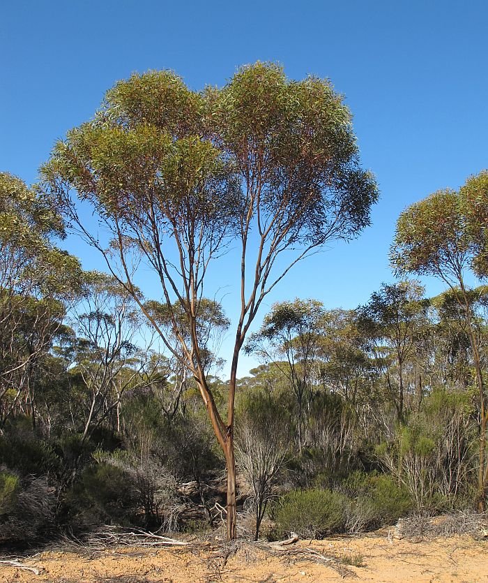 Esperance Wildflowers: Eucalyptus diptera - Two-winged Gimlet