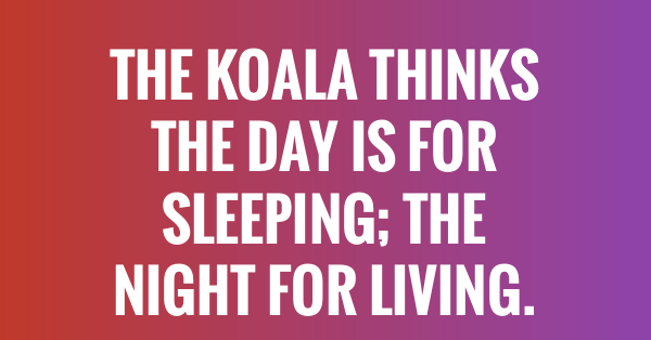 4 Beautiful Koala Quotes - QUOTEISH