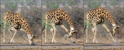 Coral Wild - A Safari Guides Diary: The Astonishing Giraffe