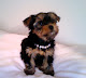 Courtney's AKC Yorkies: Yorkie Puppies 6 Weeks Old