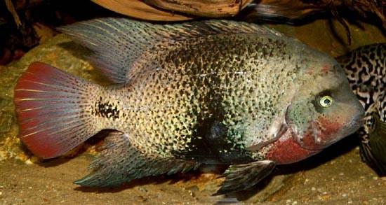 Flowerhorn The Hybrid Cichlids: Vieja