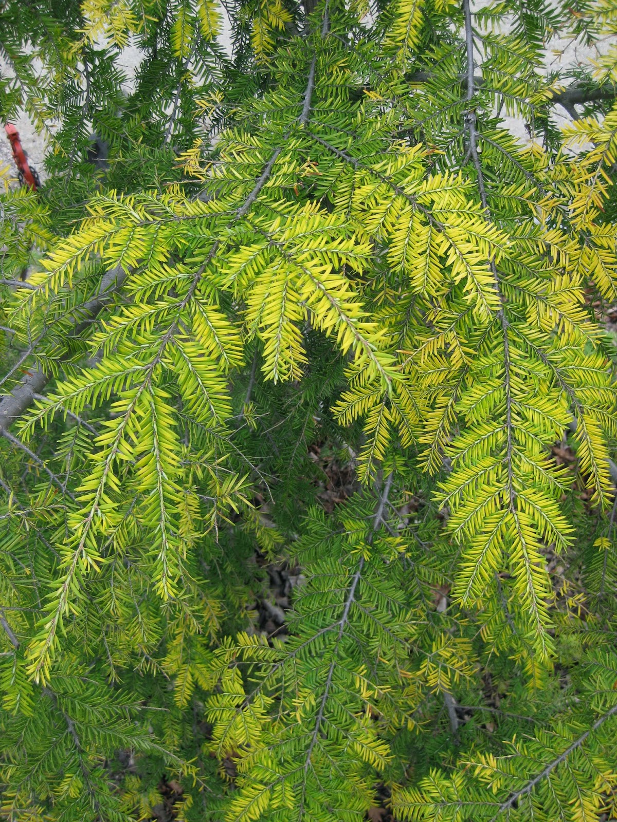 Rotary Botanical Gardens - Hort Blog: Golden Conifers For A Winter Glow