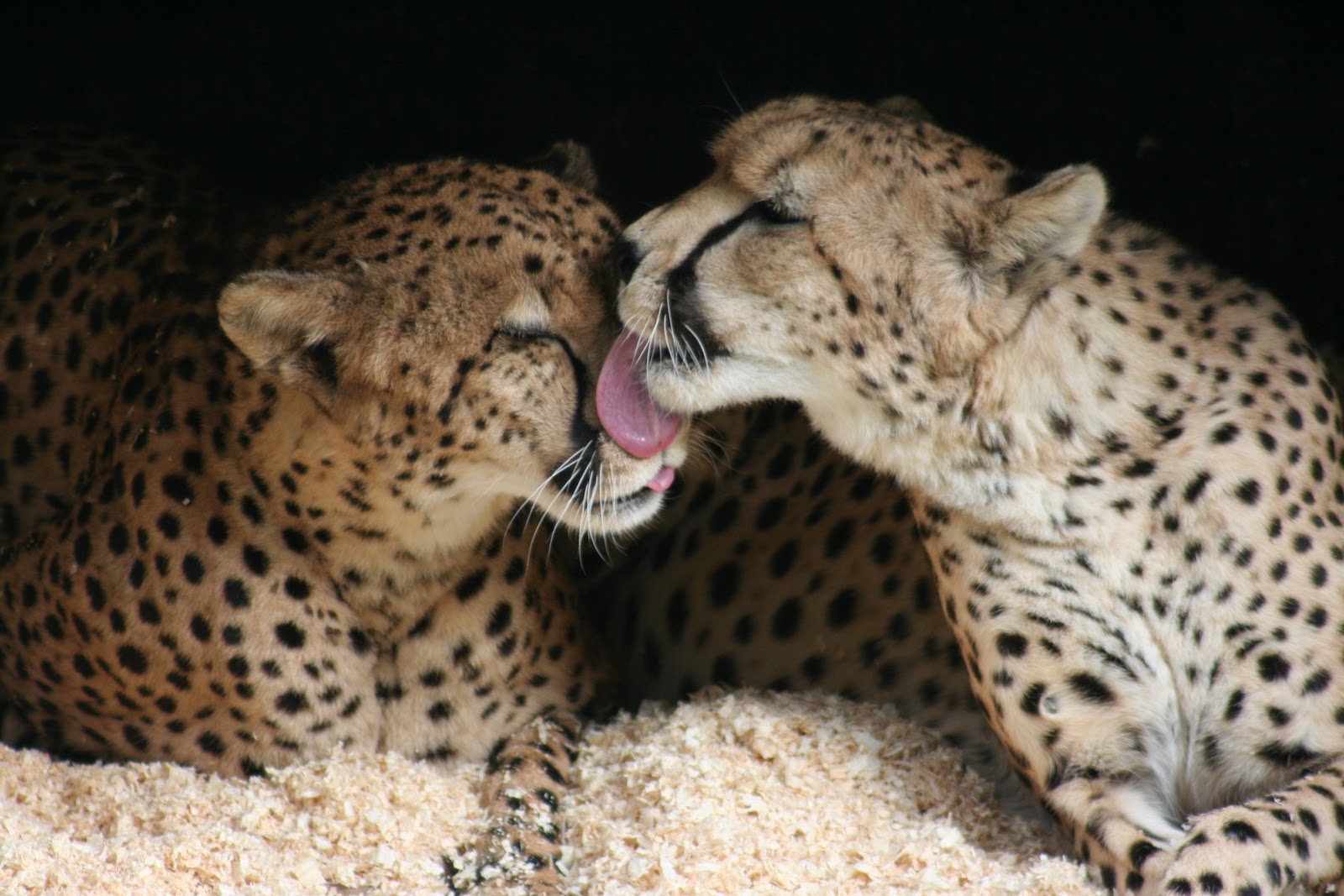 Love, Joy and Peas: Cheetah Love