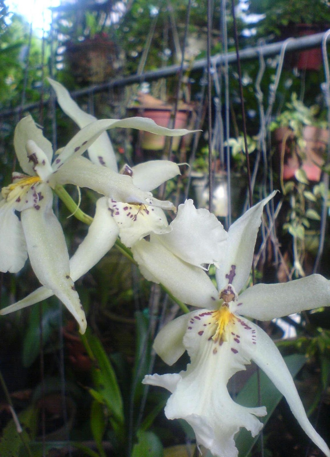 BUNGA ANGGERIK: Koleksi gambar bunga orkid yang cantik (Part 3)