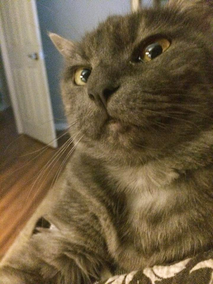 Sideshow Goshko: Cats Raging to "Crazy Train" by Ozzy Osbourne is the ...