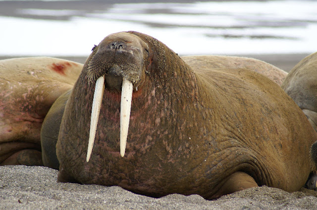 Walrus | The Biggest Animals Kingdom