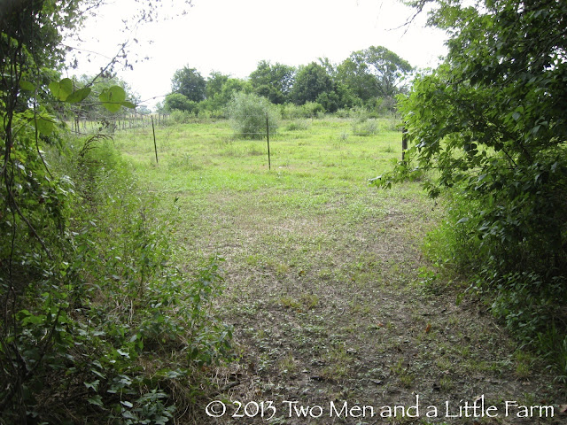Two Men and a Little Farm: CLEARING AROUND THE OLD MESQUITE