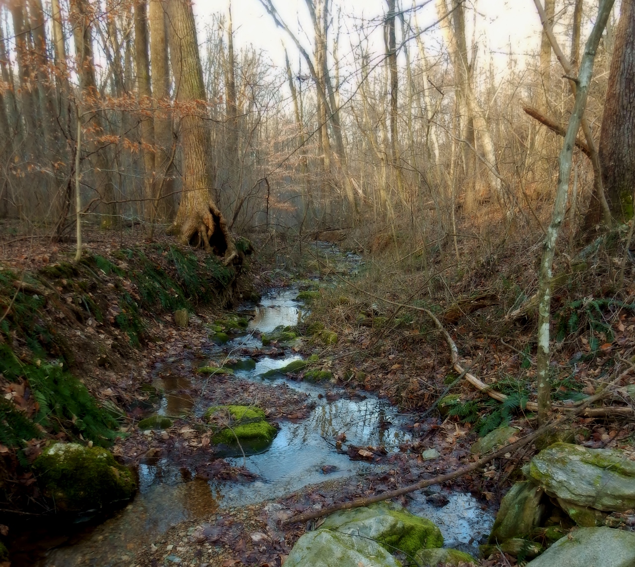 Natural Mid-Atlantic : PA Ferncliff Wildflower Preserve