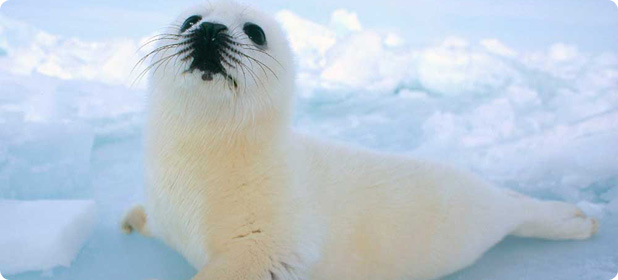 Without LOVE we could not survive: Dragoste de foca