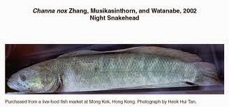 Mahamaya Hiko: Jenis jenis snakehead fish (Channidae family)