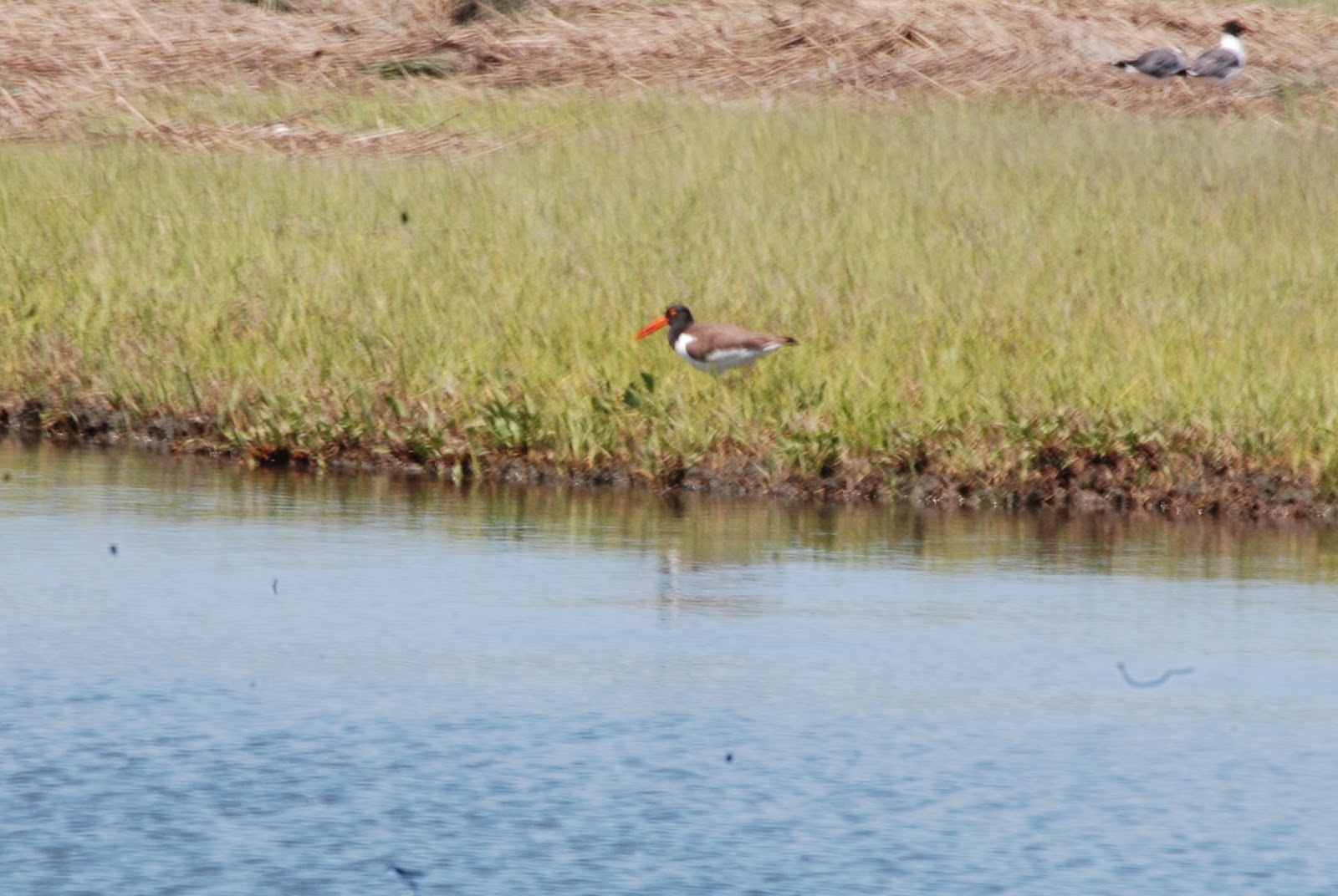 Margaret Montet: Getting to Know the Birds Who Live in the Marsh ...