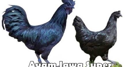 Menetapkan Tujuan Pemeliharaan Ayam Jawa Super | Ternak Ayam