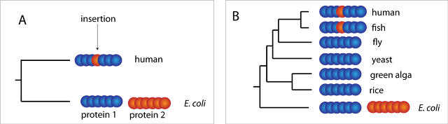 Protein Evolution and Other Musings: Molecular biology in the light of ...