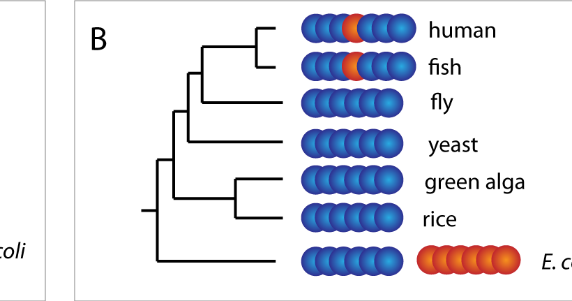 Protein Evolution and Other Musings: Molecular biology in the light of ...