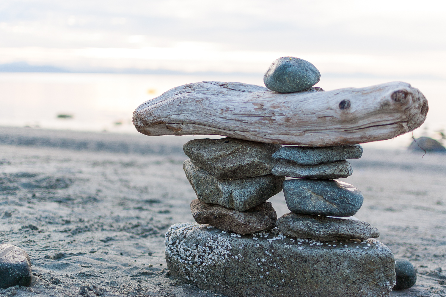 Wild Seads: Run the Stairs at Goose Spit Park