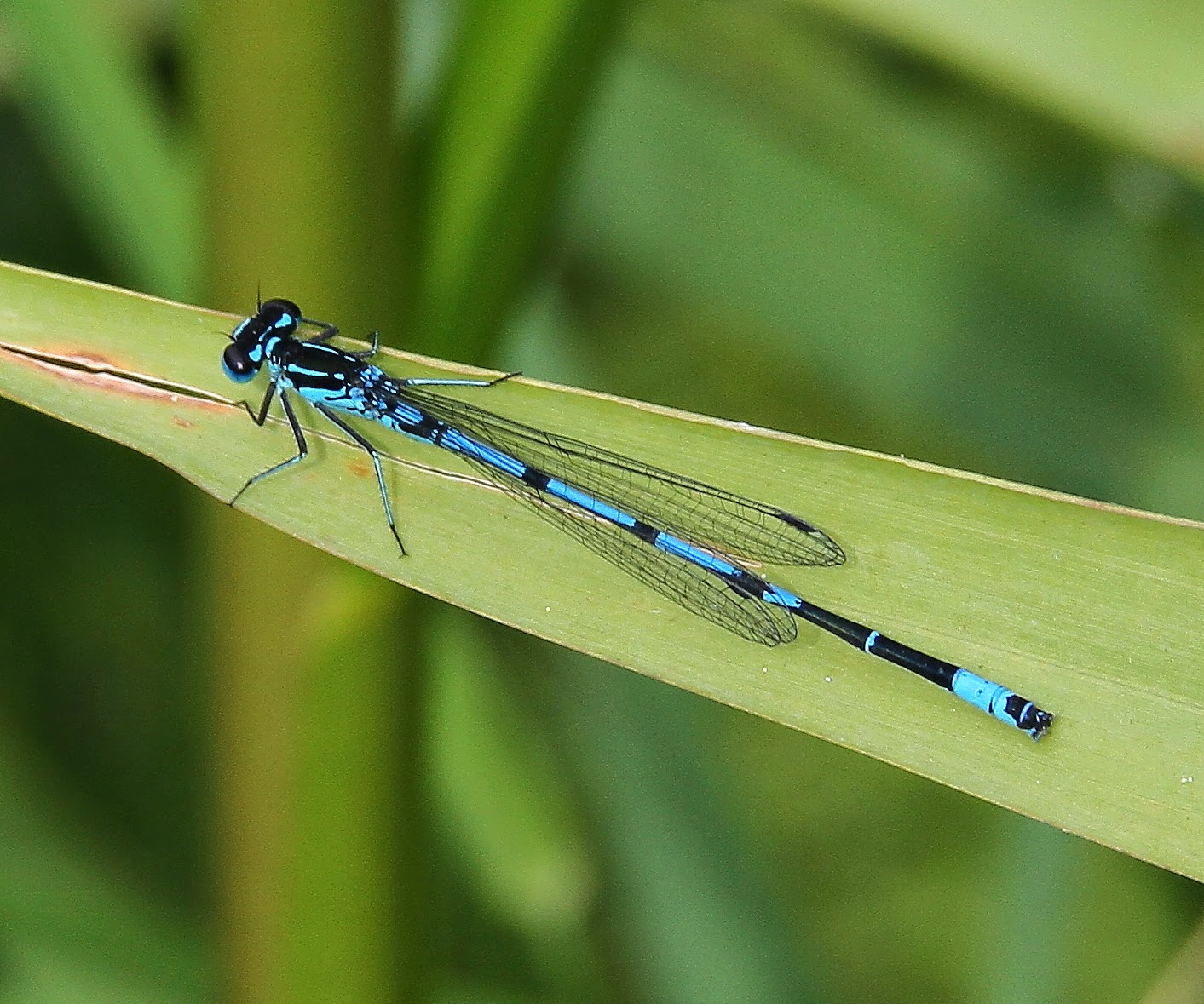 Birding Poole Harbour & Beyond: 27 July 14 - Variable Damselfly