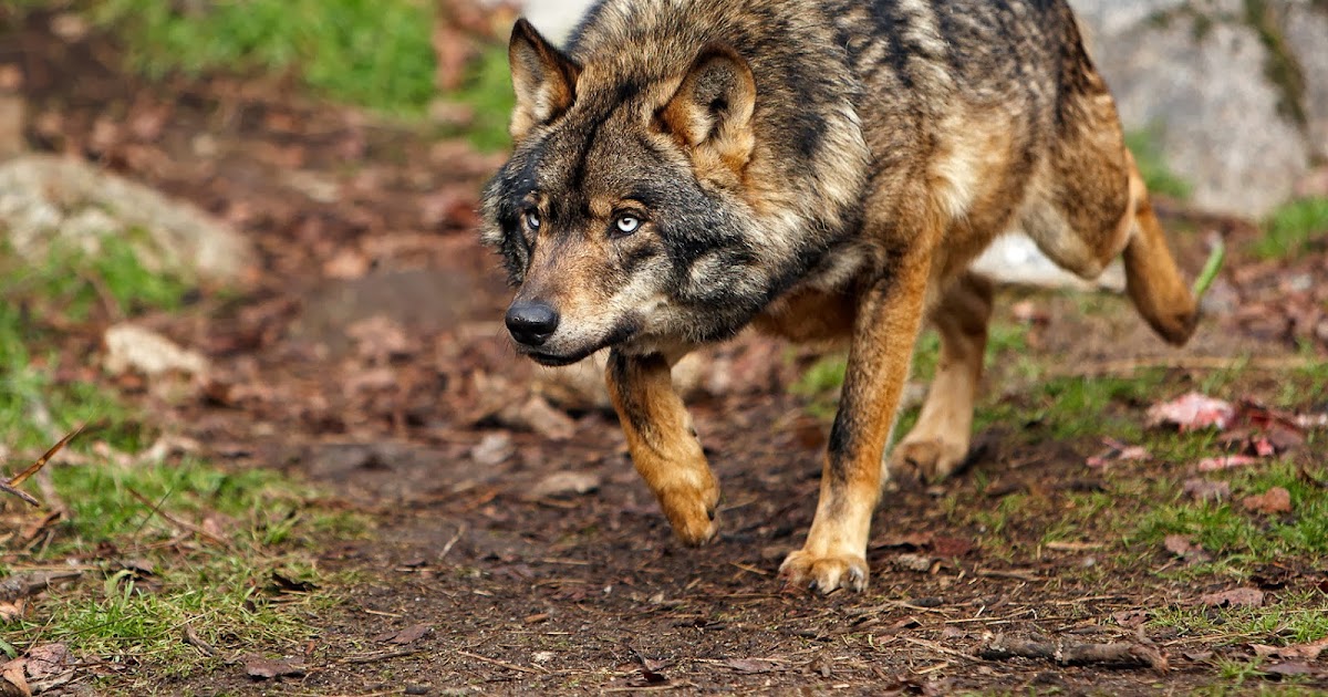 #1 Planet: Conservation of the Iberian wolf in Portugal