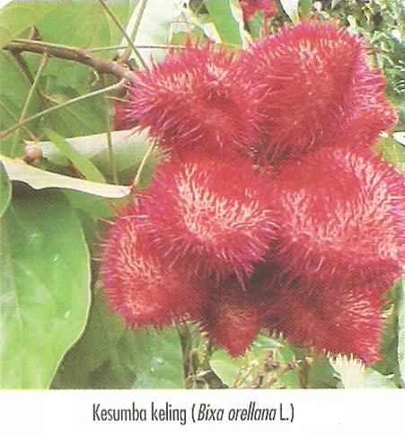 Tanaman Obat Keluarga "Back to Nature": KESUMBA KELING