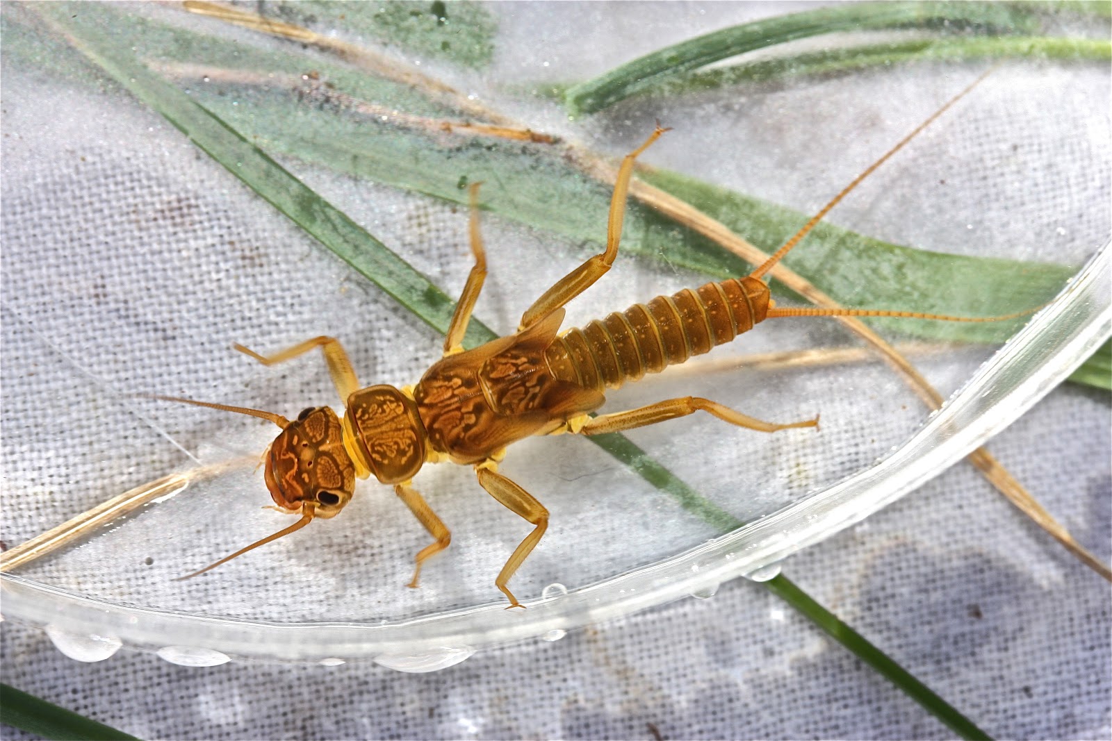 Aquatic Insects of Central Virginia: The Leuctrids (Rolledwinged ...