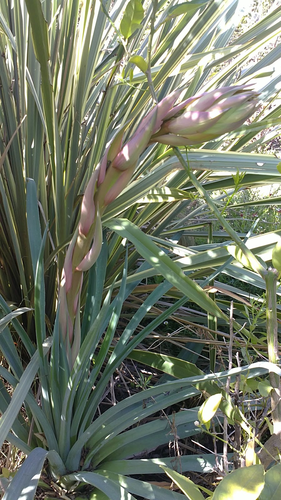 In A Costa Tropical Garden: Beschorneria yuccoides.....Mexican Lily