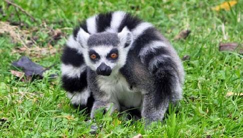 Lemur binatang primata yang hidup di pulau Madagaskar