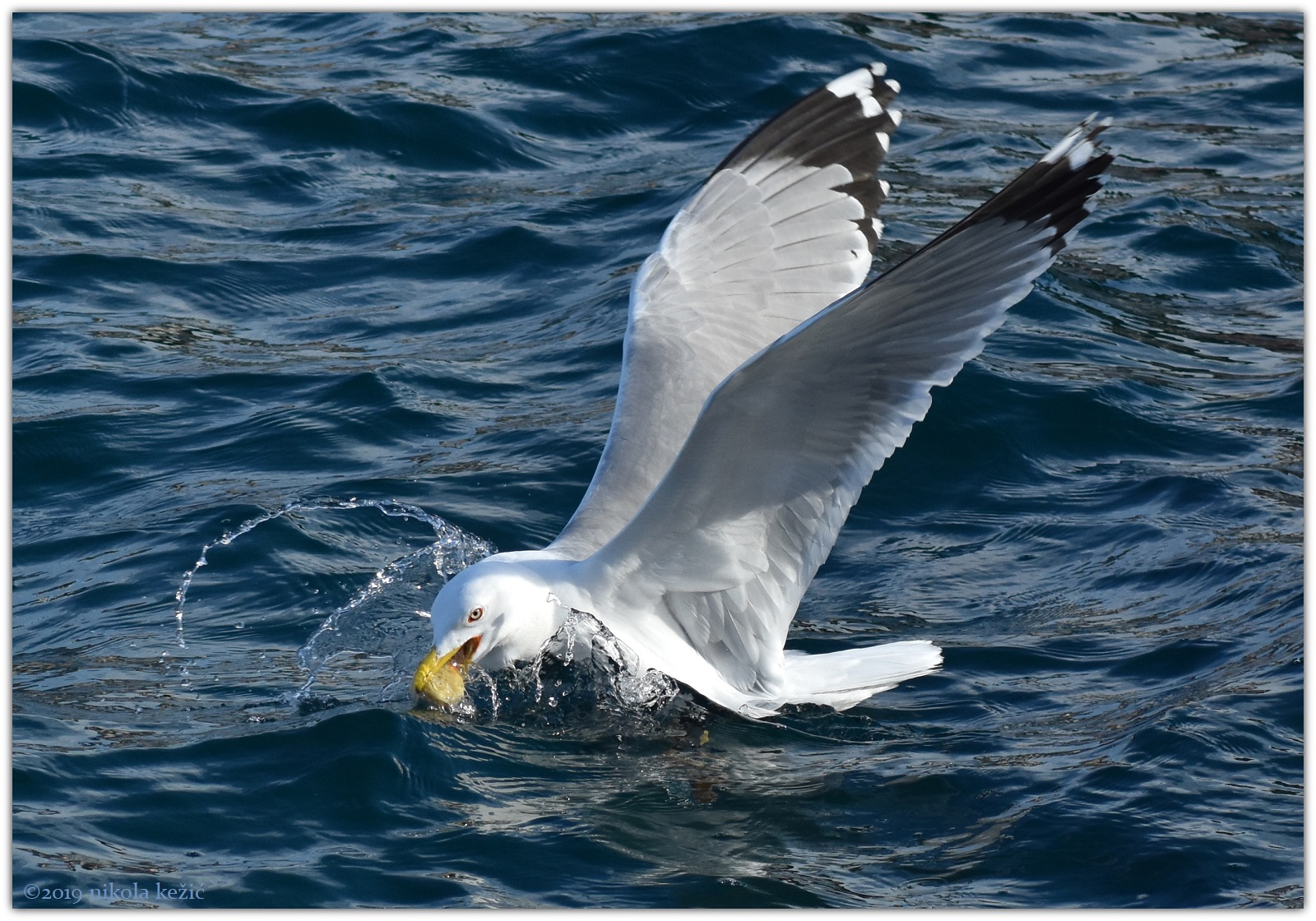 Prstenovani galeb - ISSA-VIS-Kut