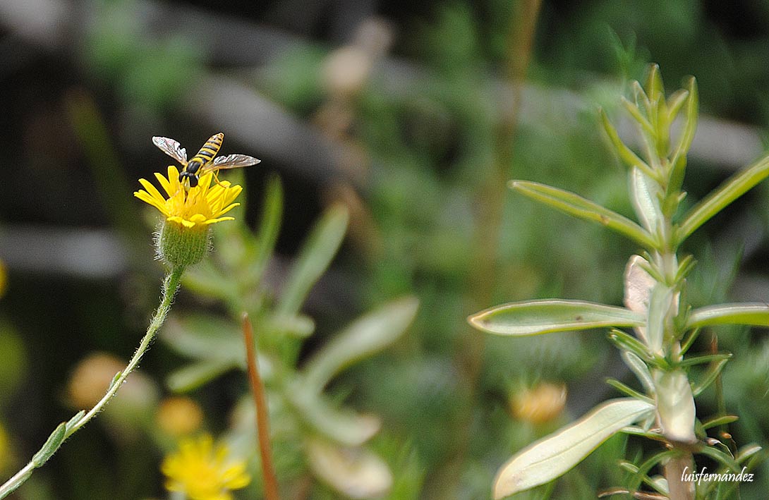 OCIO y CULTURA : Insectos y su hábitat. I