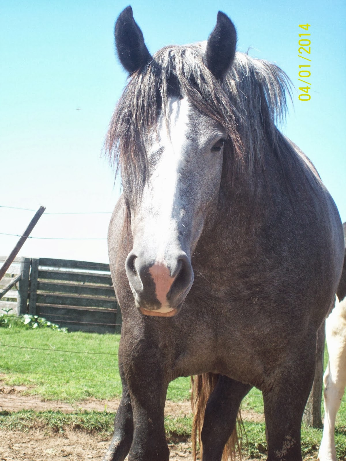 CABALLOS PERCHERONES CABAÑA LA TURCA: GUARDIADELMONTE ANGELINE SBA 15017