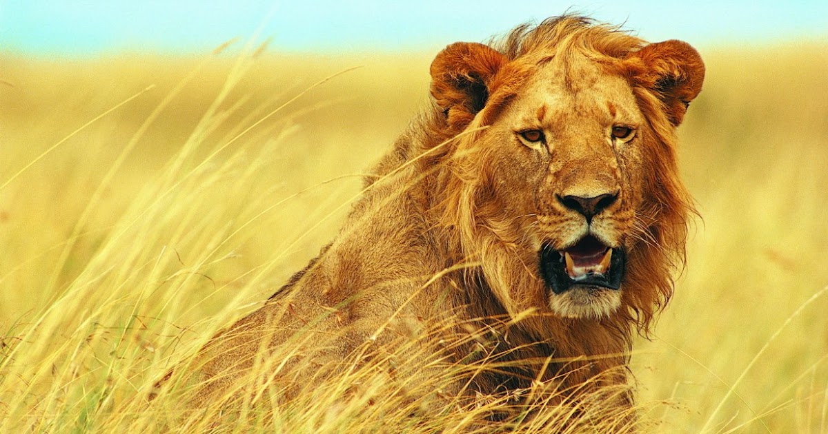 Fondos Wallpaper: Leon Wallpaper