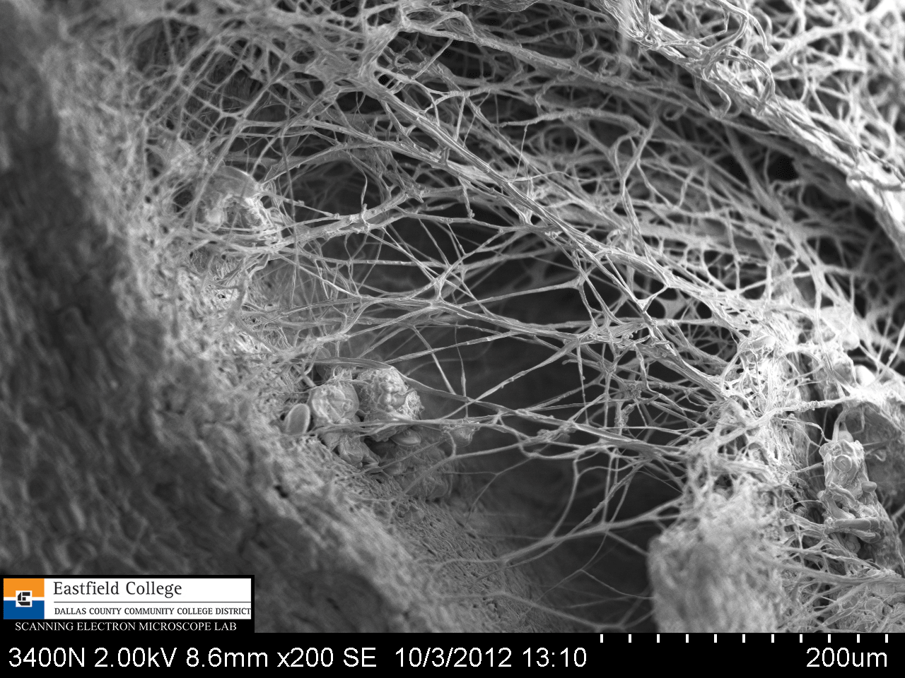 Scanning Electron Microscope Blog: Fungi - Images for Eastfield College ...