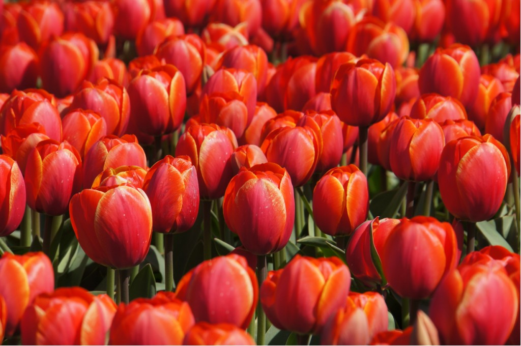 De Beste Foto: Tulpen velden in de kop van Noord Holland