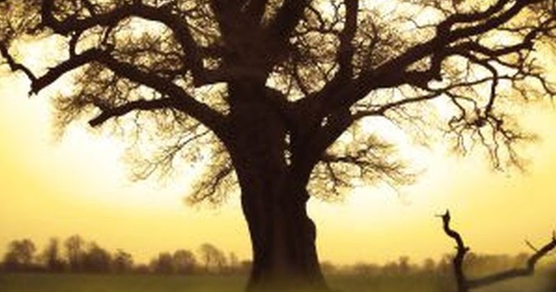 Trouble Tree - A Must Read Story