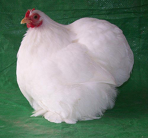 Birds Lobby: White cochin bantam