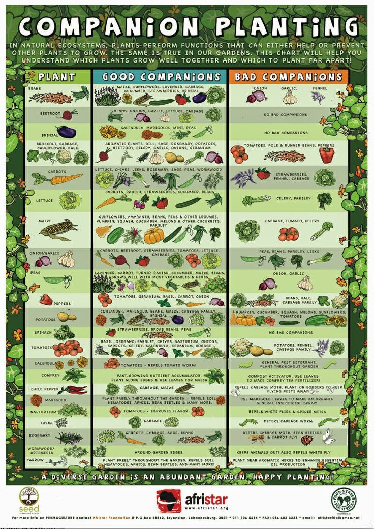 Under Cover Greenhouse and Garden: Best Companion Planting Cheat Sheet