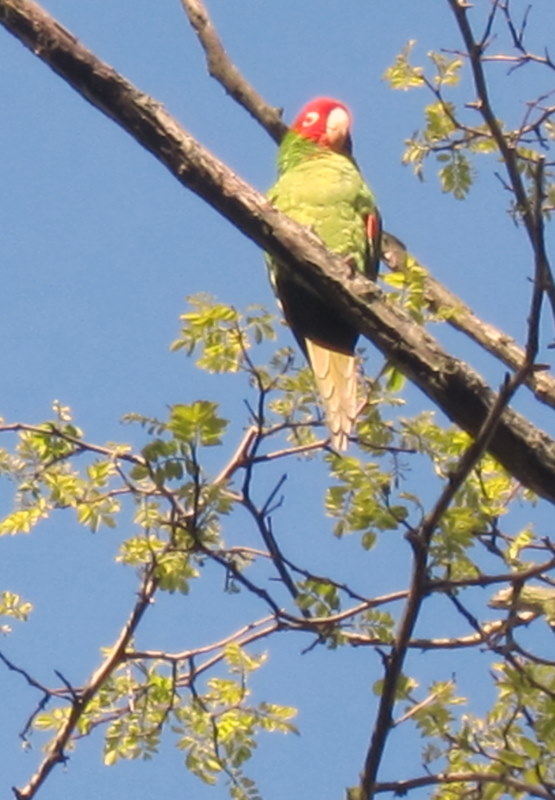 Jane Says: Walking to Coit Tower and the Parrots of Telegraph Hill