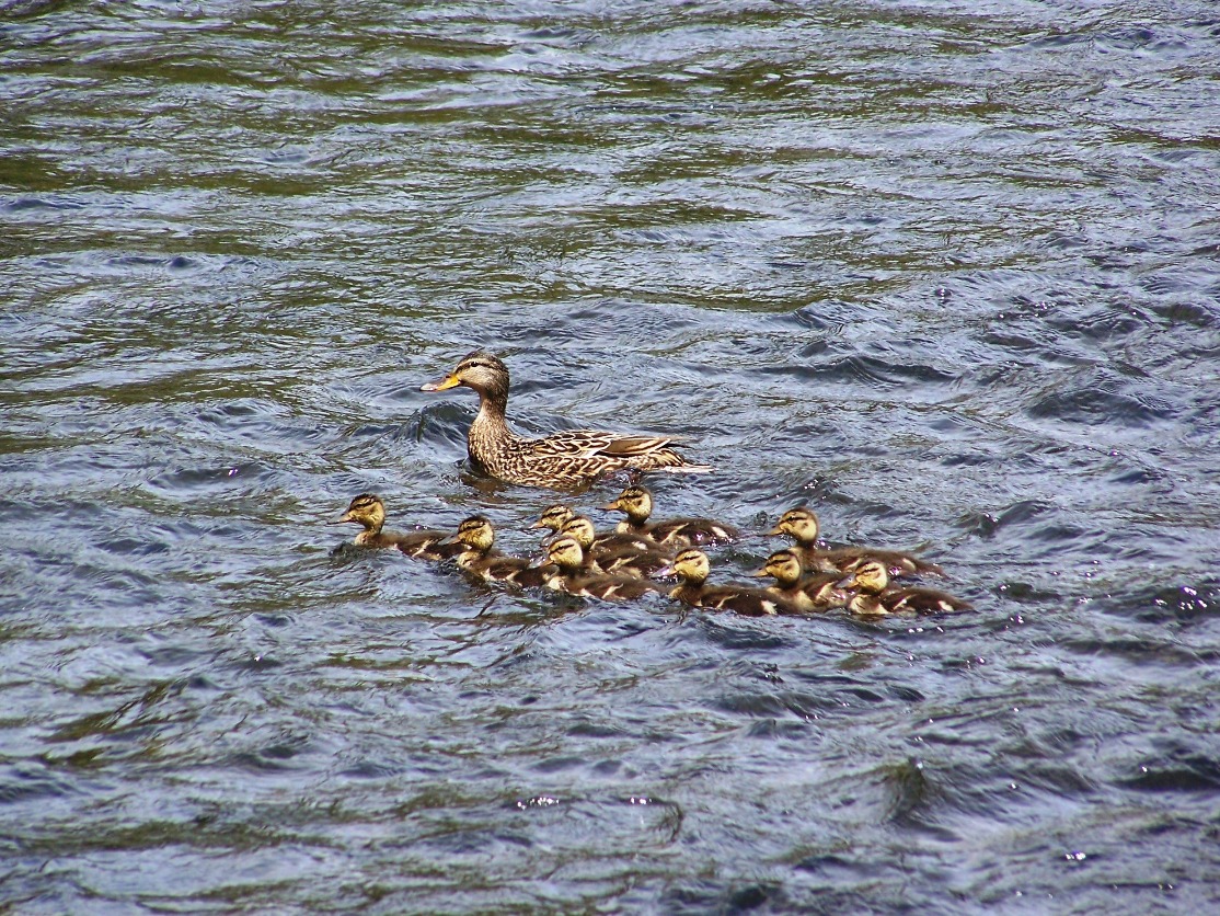 Frank's Place: Ducks On The River