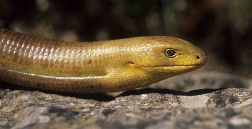 Glass Lizard | Wildlife | The Wildlife