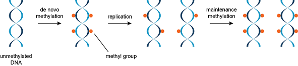 Structure-Based Mechanistic Insights into DNMT1-Mediated Maintenance ...