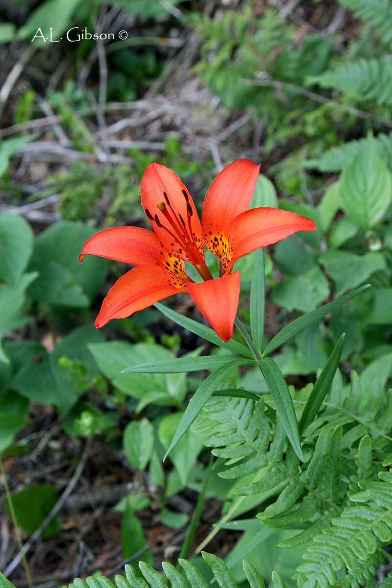 The Buckeye Botanist: Ohio's Native Lilies