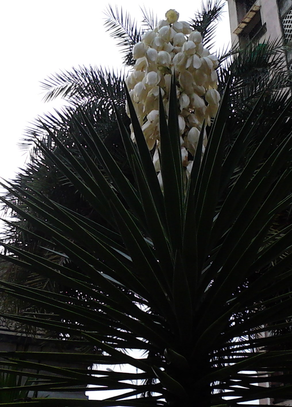 Garden Care Simplified: Rare Flowering of Agave Plant White Flowering ...