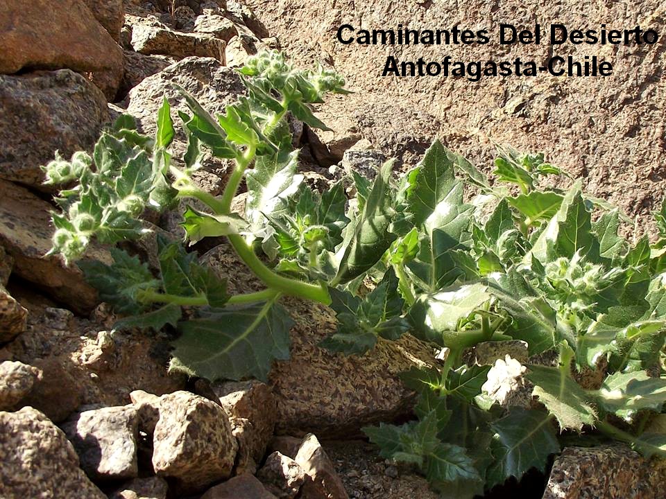 Caminantes del Desierto: FLORA DE TOCOPILLA